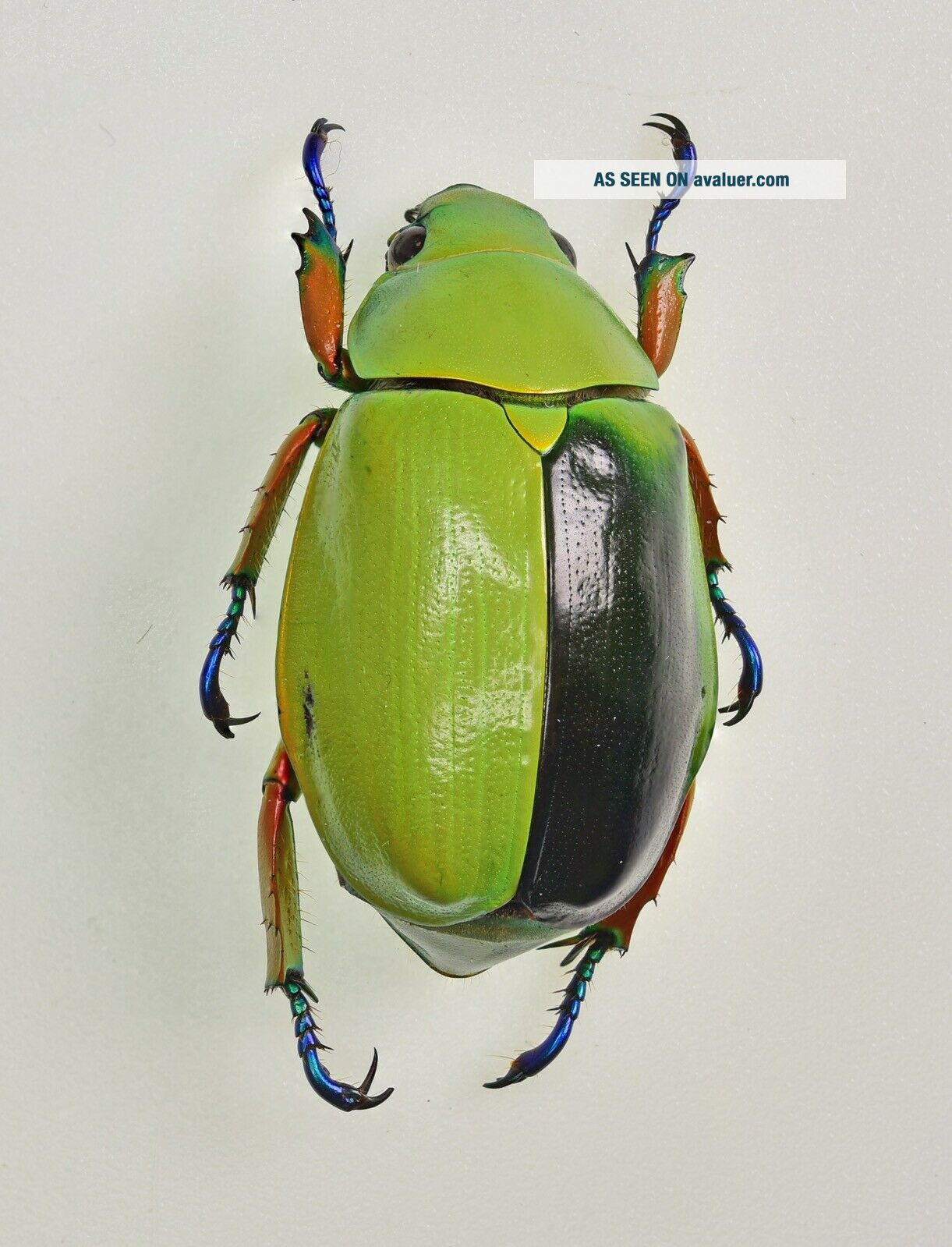 Chrysina Sp Ultra Rare Bicolor Form A1, Guerrero 38 Mm | #630112