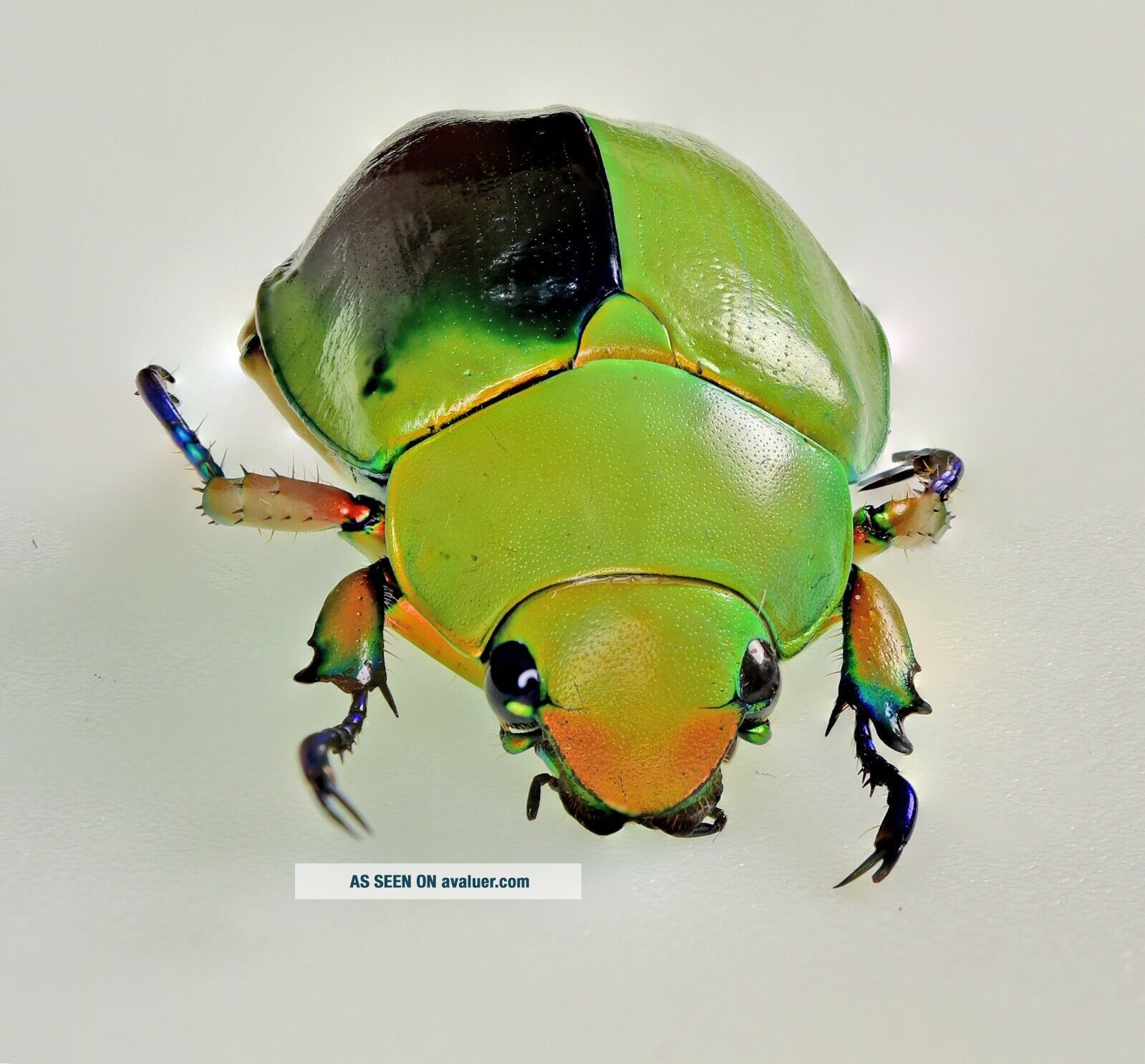 Chrysina Sp Ultra Rare Bicolor Form A1, Guerrero 38 Mm | #630112