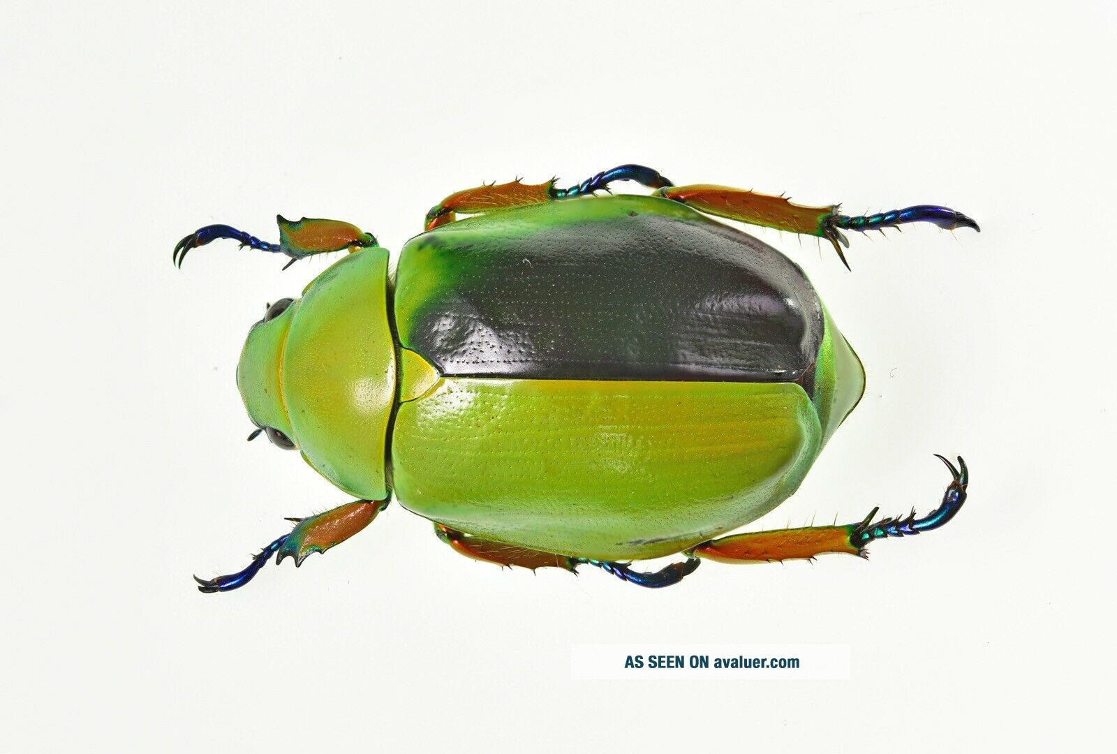 Chrysina Sp Ultra Rare Bicolor Form A1, Guerrero 38 Mm | #630112