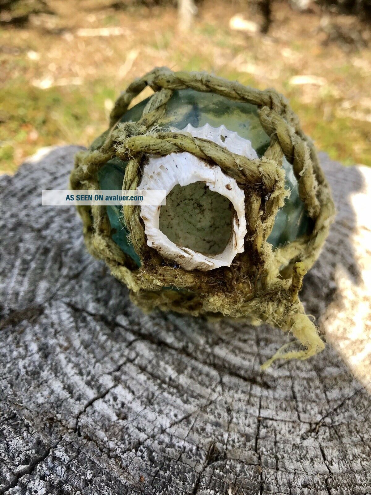 Unique Rare Alaskan Beachcombed Glass Fishing Float With Huge Barnacle ...