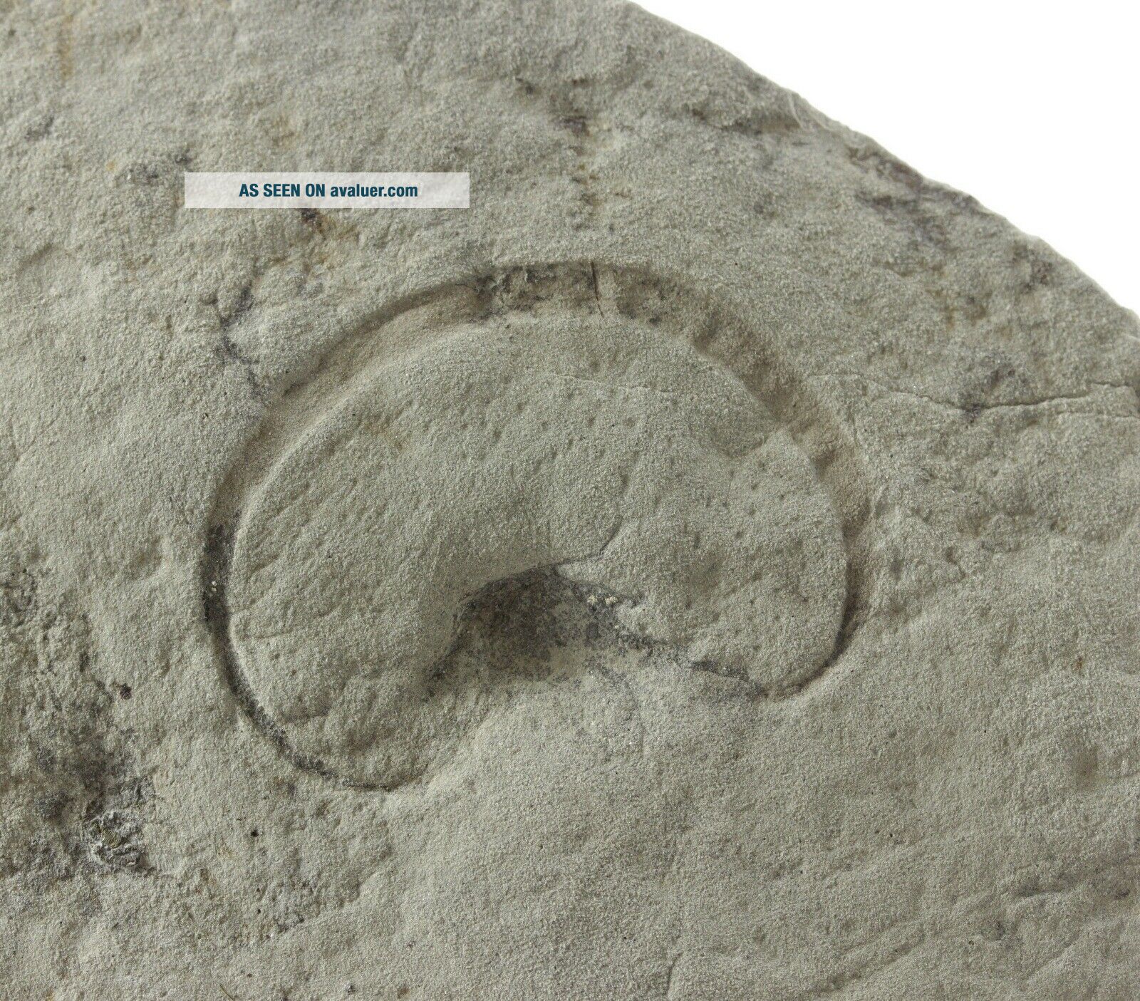 Margaritiflabellum RARE Precambrian Ediacaran (Ediacarian, Vendian ...