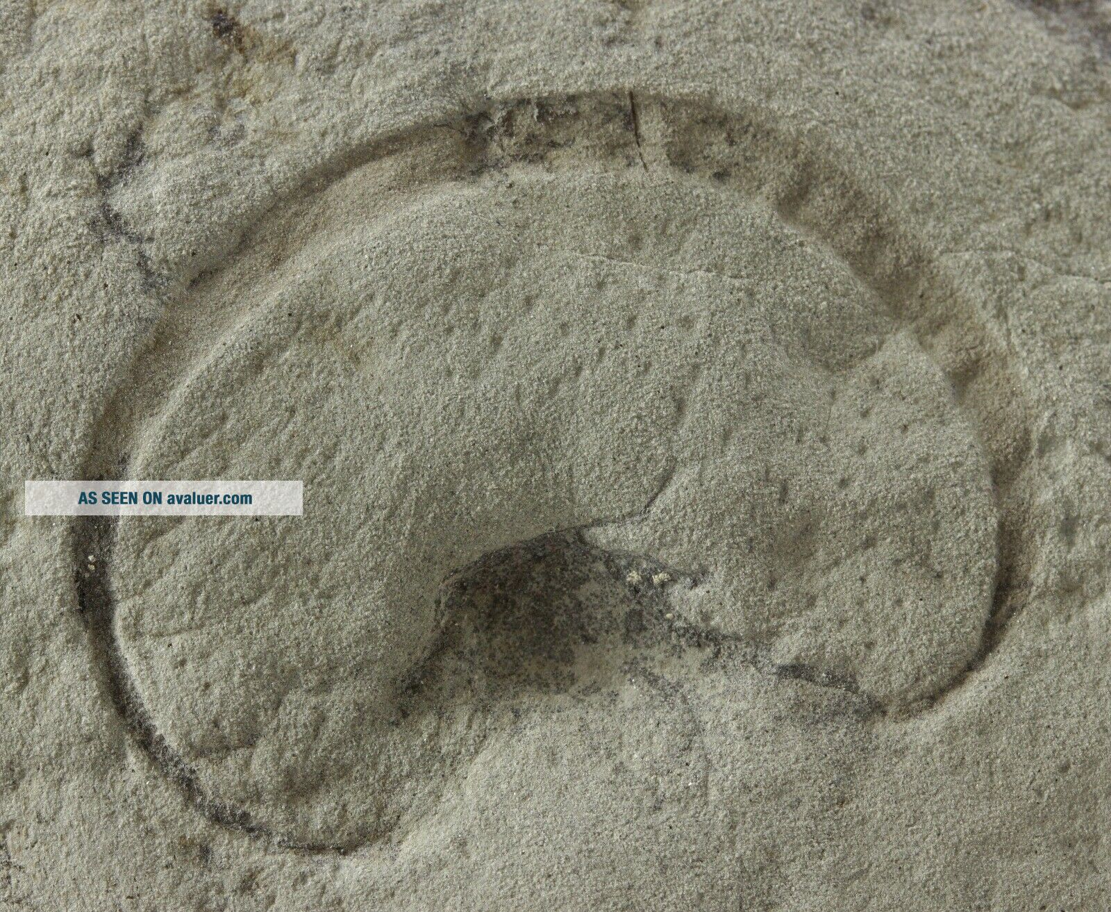 Margaritiflabellum RARE Precambrian Ediacaran (Ediacarian, Vendian ...