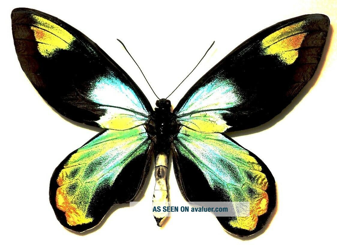 ORNITHOPTERA VICTORIAE VICTORIAE MALE. FORM NICLASI. SOLOMON ISLANDS ...