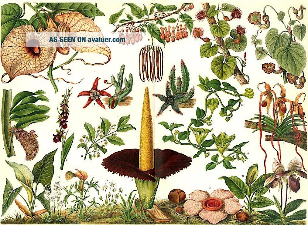 CARNIVOROUS INSECT EATING PLANTS 1895 Vintage Chromolithograph Print ...