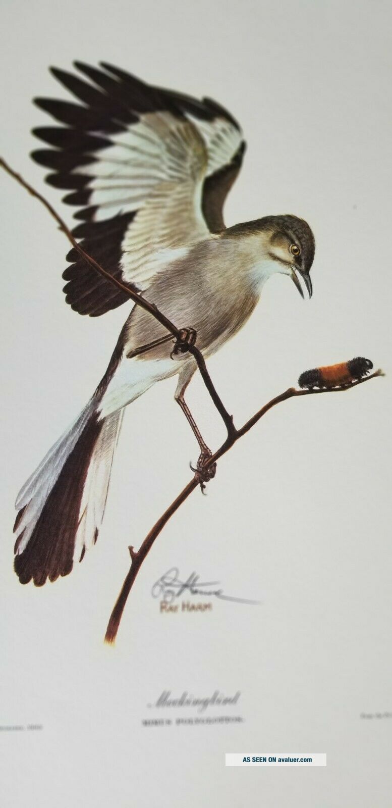 Vintage 1963 Signed Ray Harm Mockingbird Print Rare | #1258143